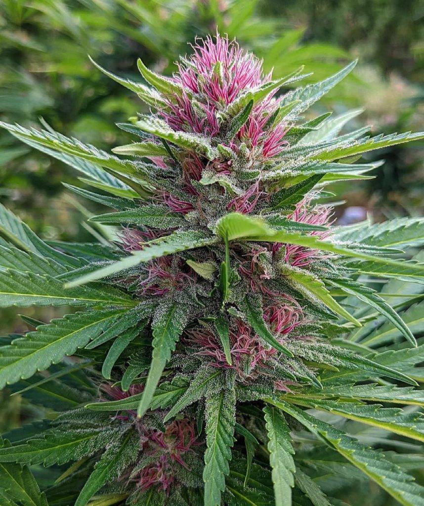 Feminized Cannabis Seeds | Cannabiz Seed